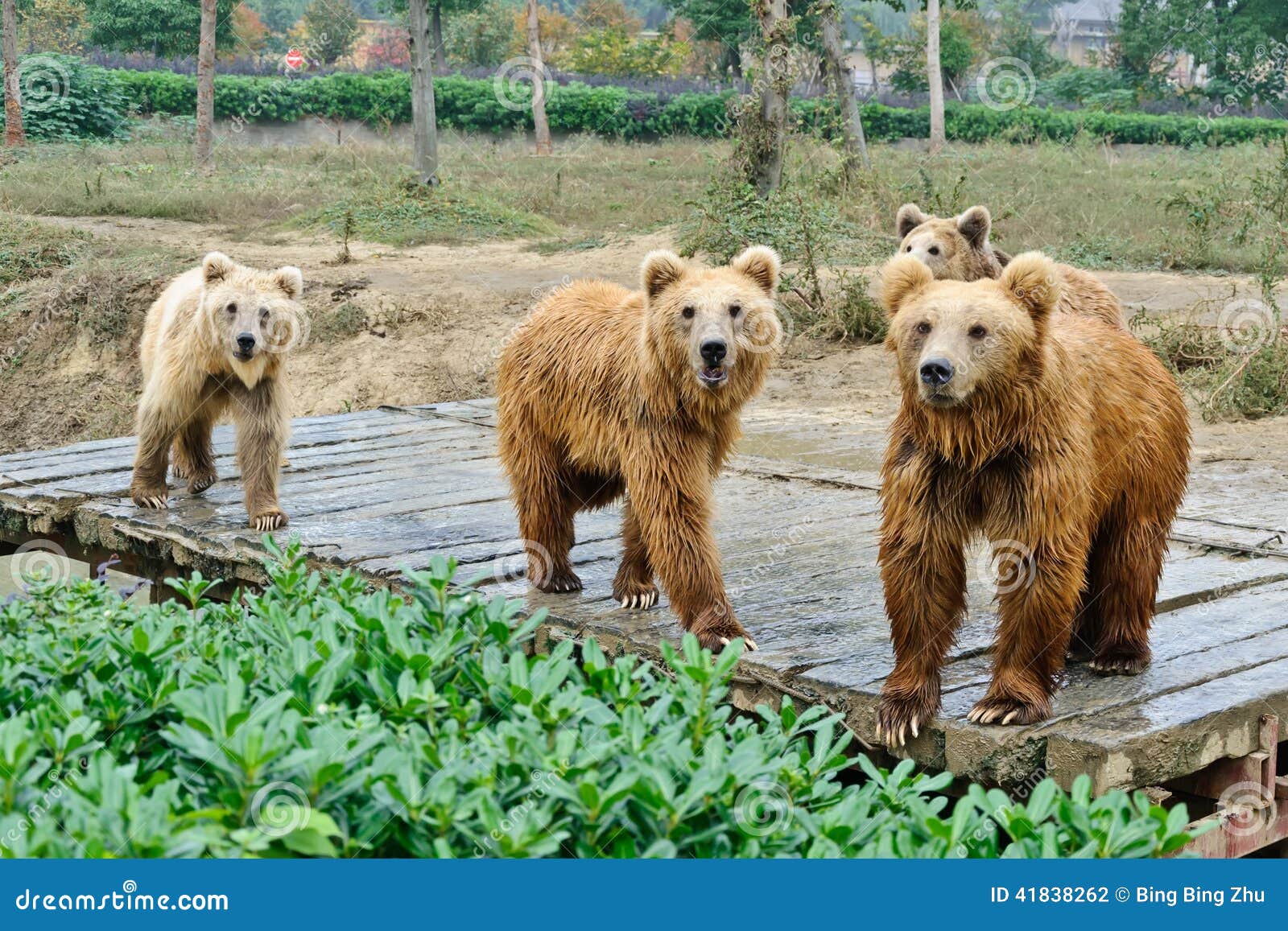 Brown bears stock photo. Image of gaze, zoology, bears - 41838262