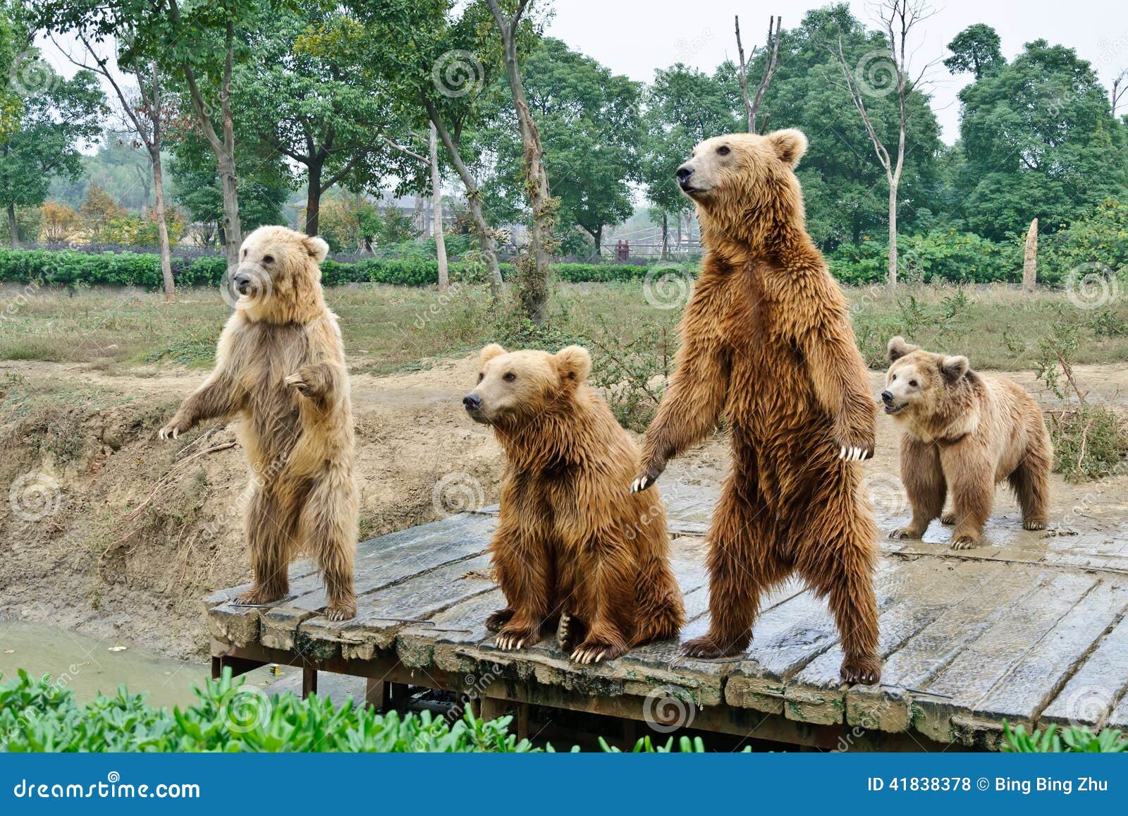 Brown bears stock photo. Image of gaze, wildlife, play - 41838378