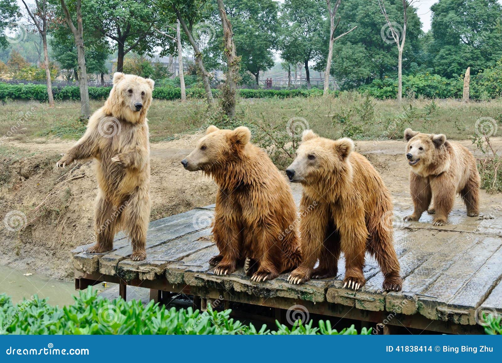 Brown bears stock photo. Image of bears, gaze, watch - 41838414