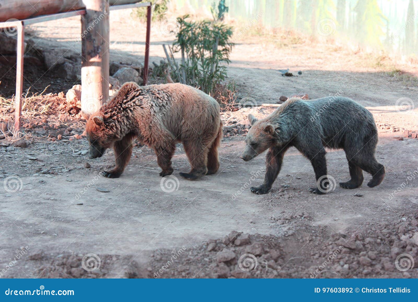 Brown bears in the mud stock photo. Image of bears, mouth - 97603892