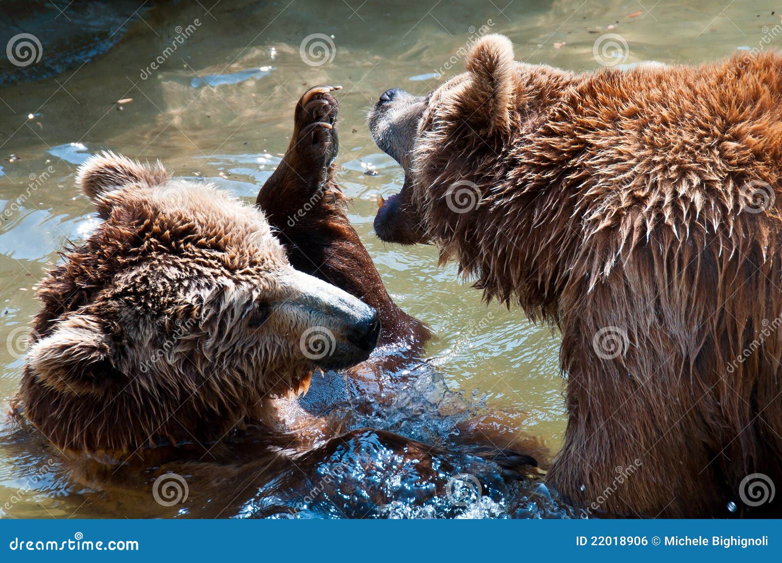 Brown bears playing stock photo. Image of sunny, water - 22018906