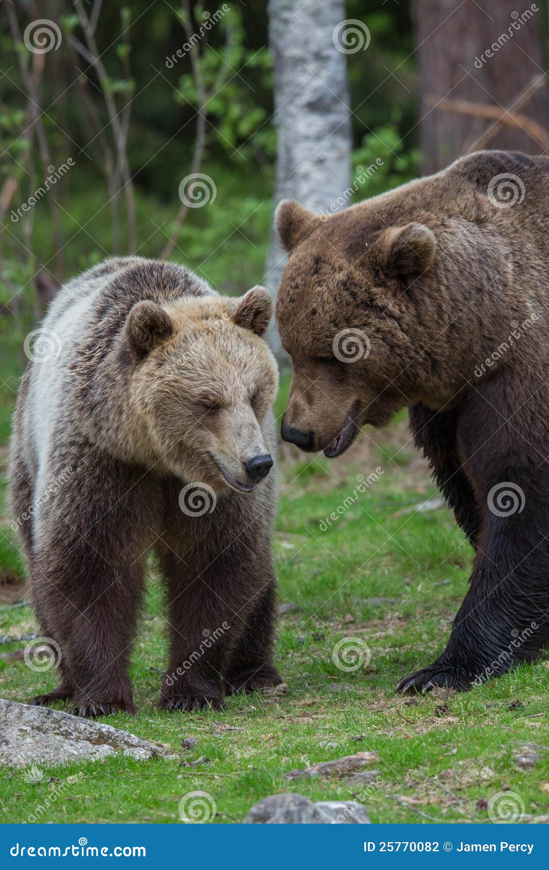 Brown Bears in Showing Affection Stock Photo - Image of alaska, forest ...