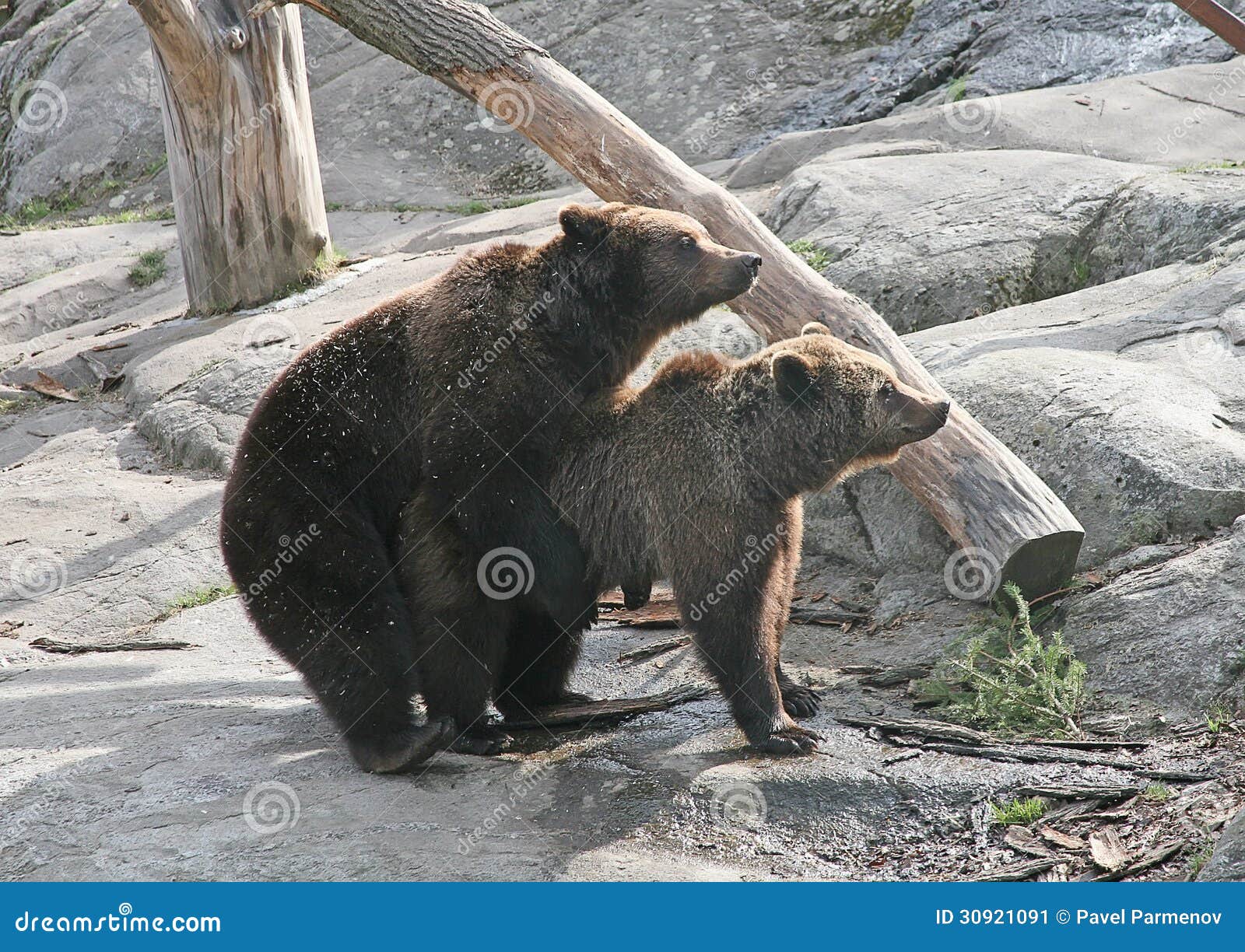 Brown Bears. Spring. Instinct Stock Image - Image of animal, male: 30921091