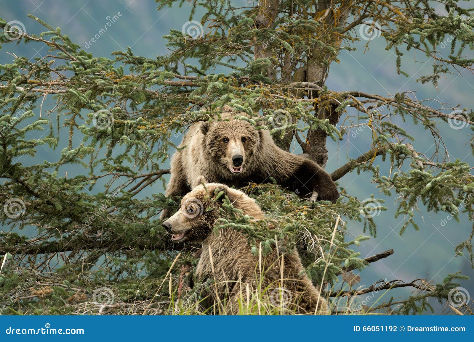Brown bears on a tree stock photo. Image of forest, bear - 66051192