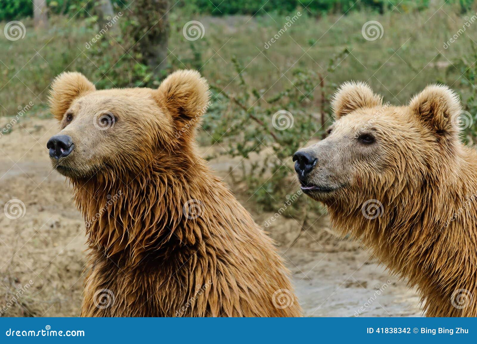 Brown bears stock photo. Image of brown, play, stand - 41838342