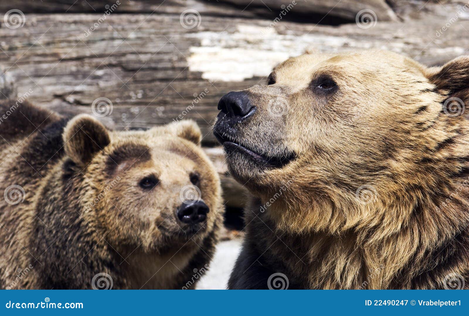 Brown Bears (Ursus Arctos Arctos) Stock Image - Image of bears ... Brown Bears (Ursus Arctos Arctos) Stock Image - Image of bears ...