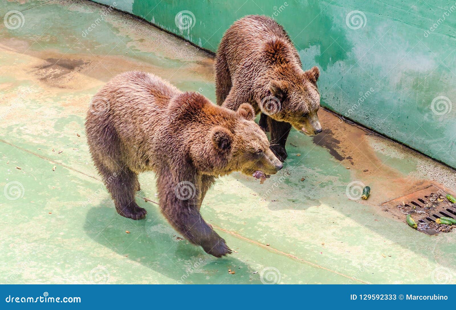 Brown Bears Waiting for Food Editorial Stock Photo - Image of funny ...