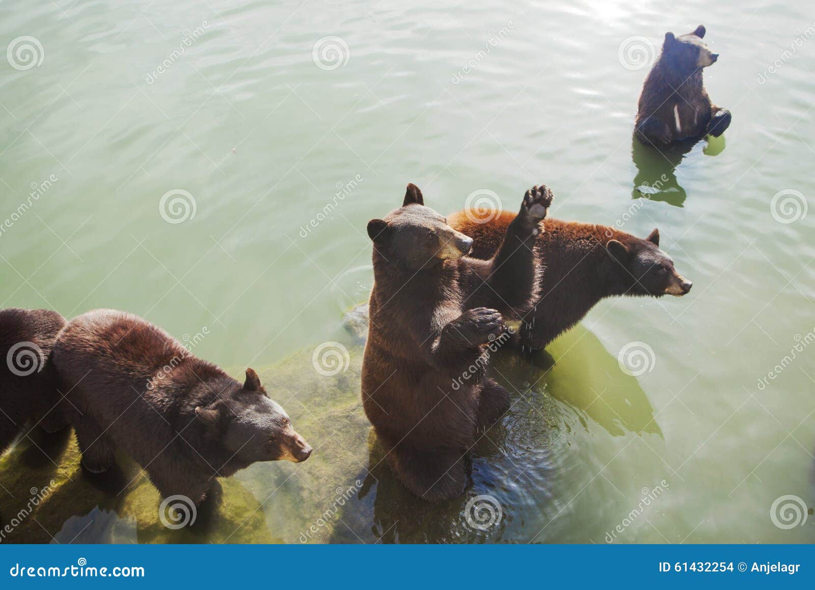 Brown bears in water stock photo. Image of predator, nature - 61432254