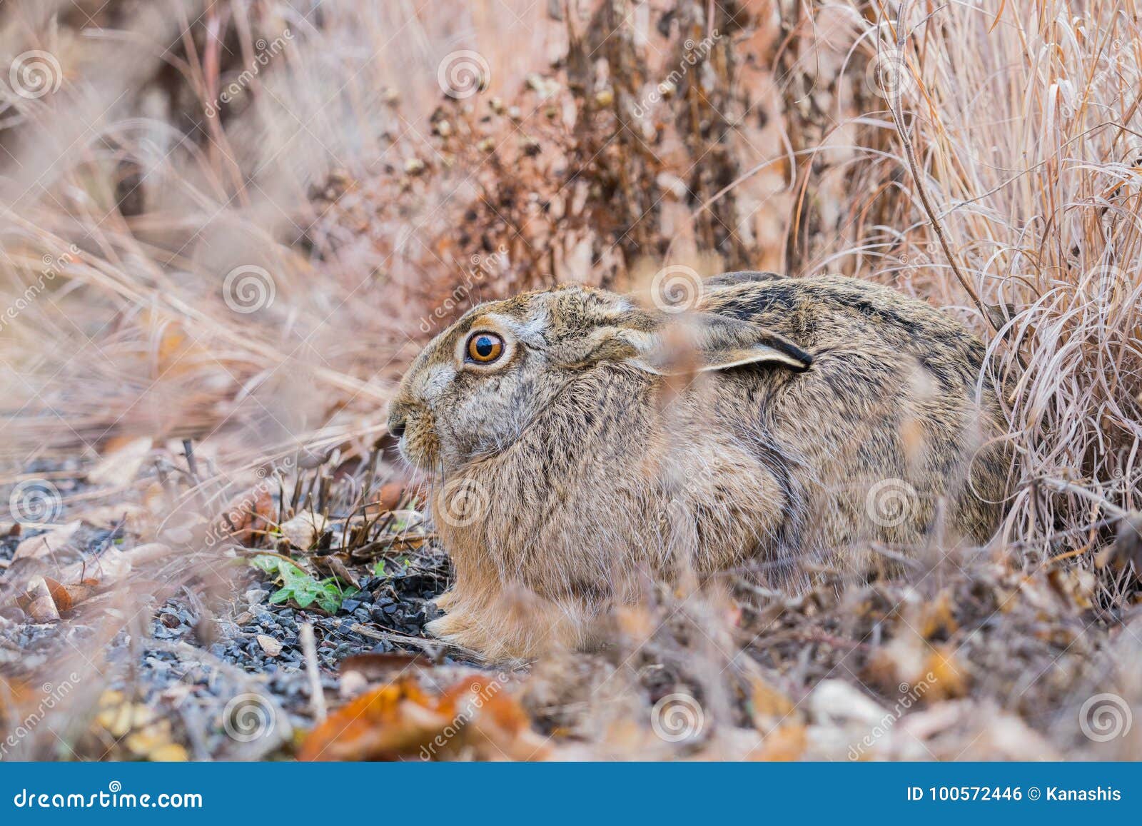 Brown Beautiful Hare in a Park Stock Photo - Image of closeup, nature ...