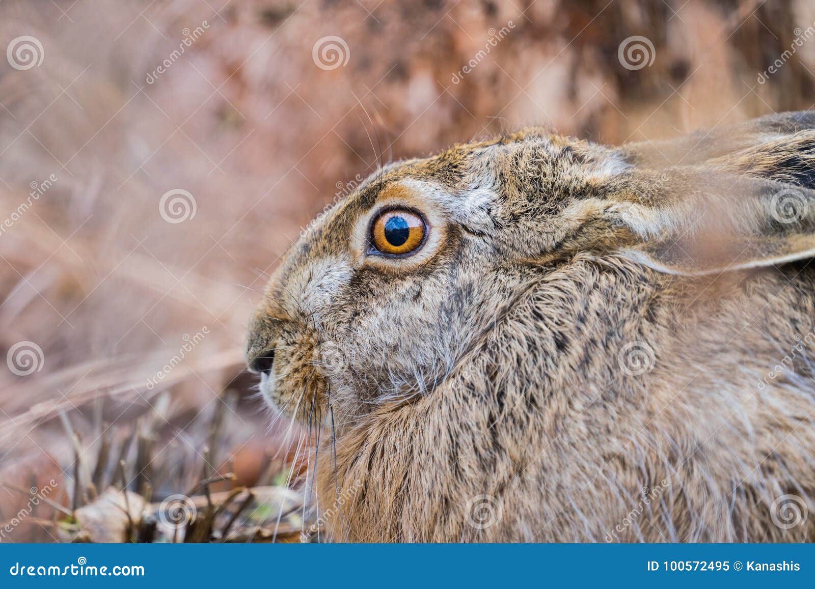 Brown Beautiful Hare in a Park Stock Image - Image of easter, park ...
