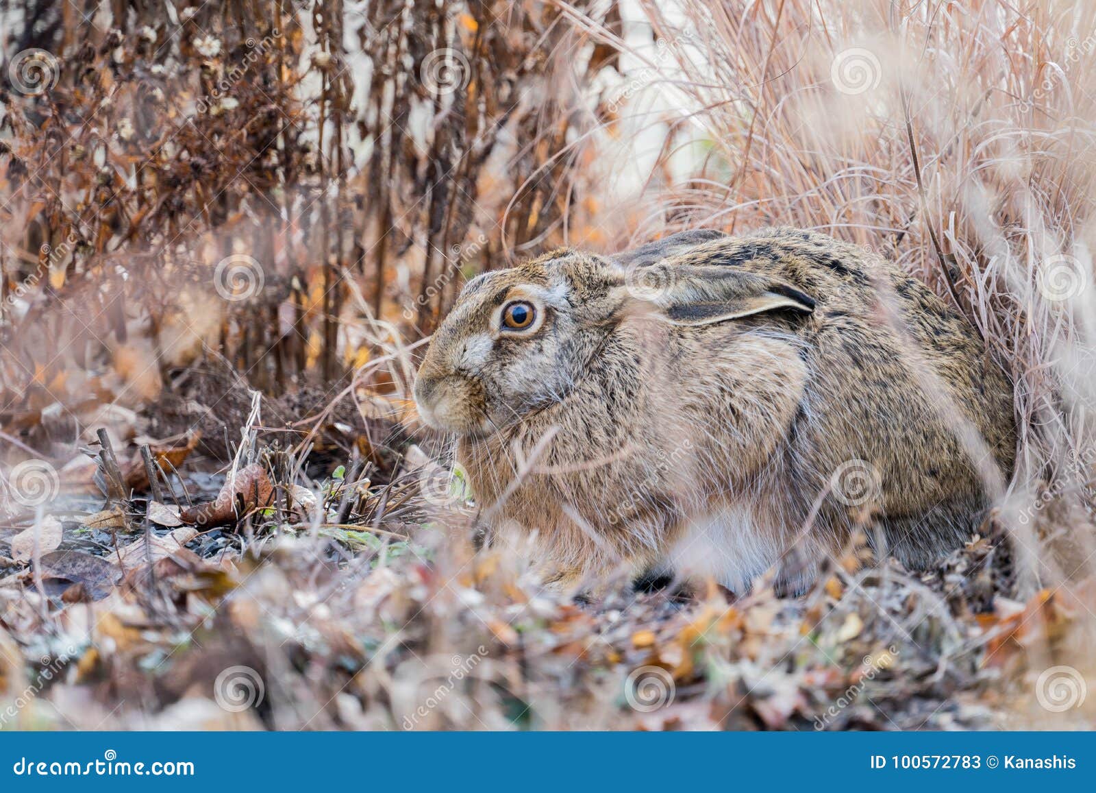 Brown Beautiful Hare in a Park Stock Image - Image of creature ...