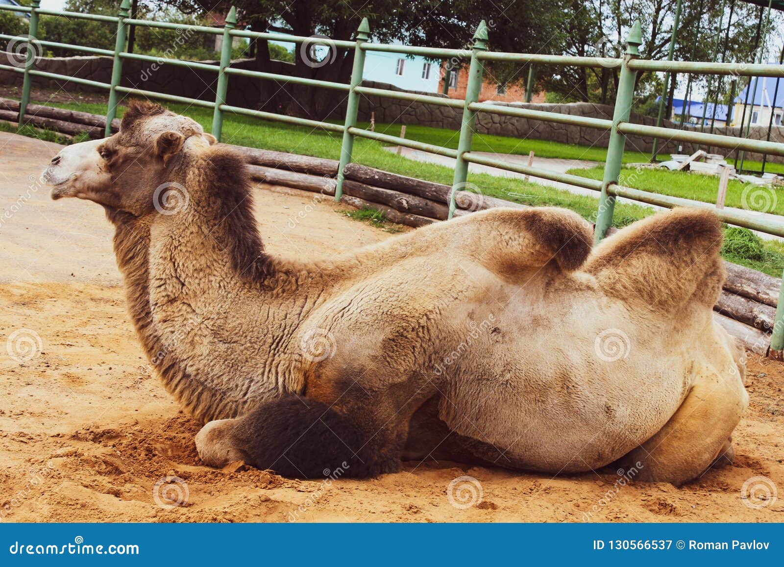 Brown Two-humped Camel at the Zoo Stock Image - Image of black ...
