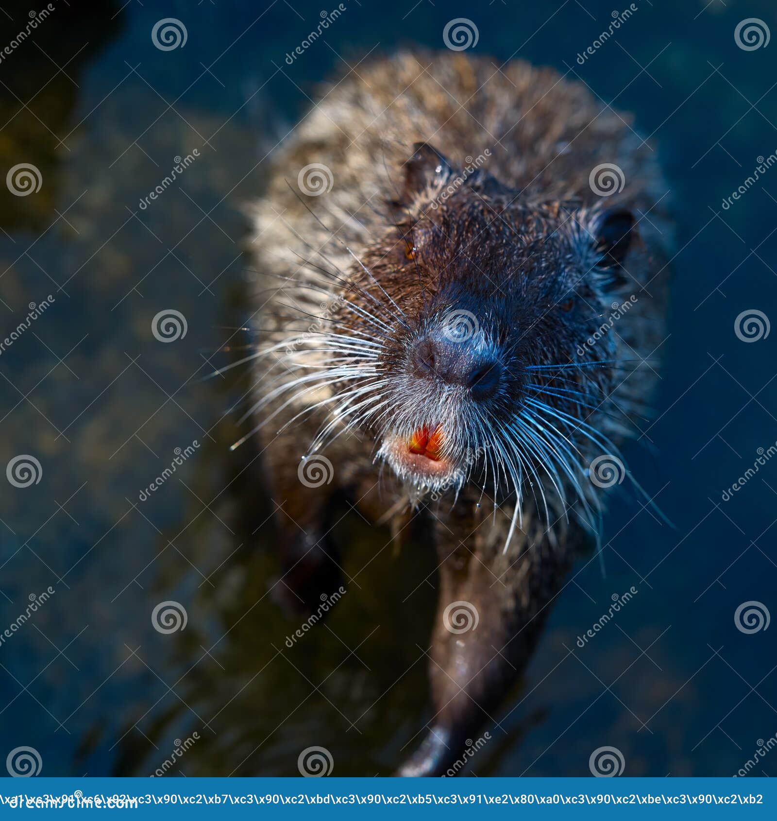 Brown Beaver Looked Up Looking into Eyes.cute Stock Image - Image of ...