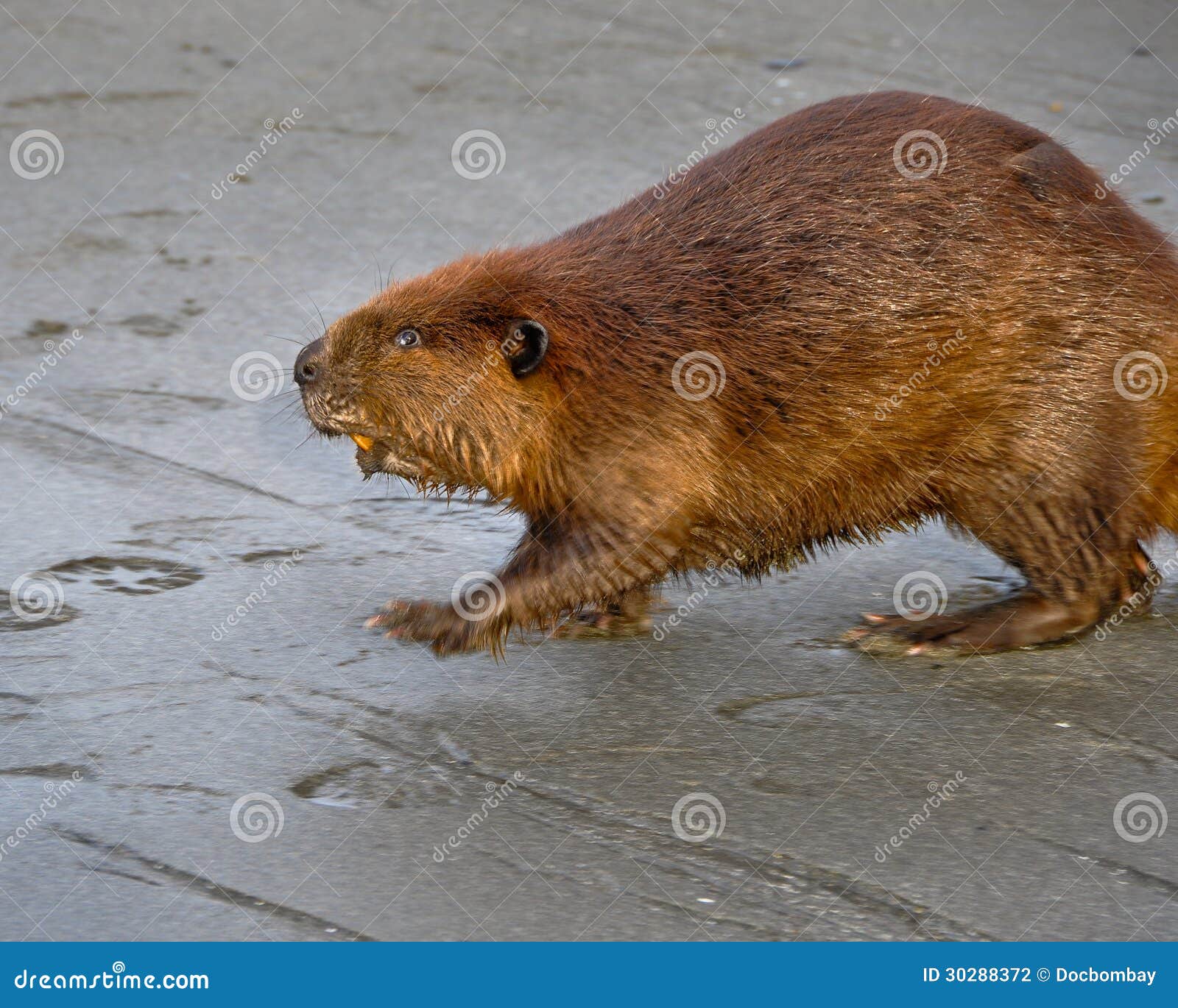 Beaver Footprints Stock Photos - Free & Royalty-Free Stock Photos from ...