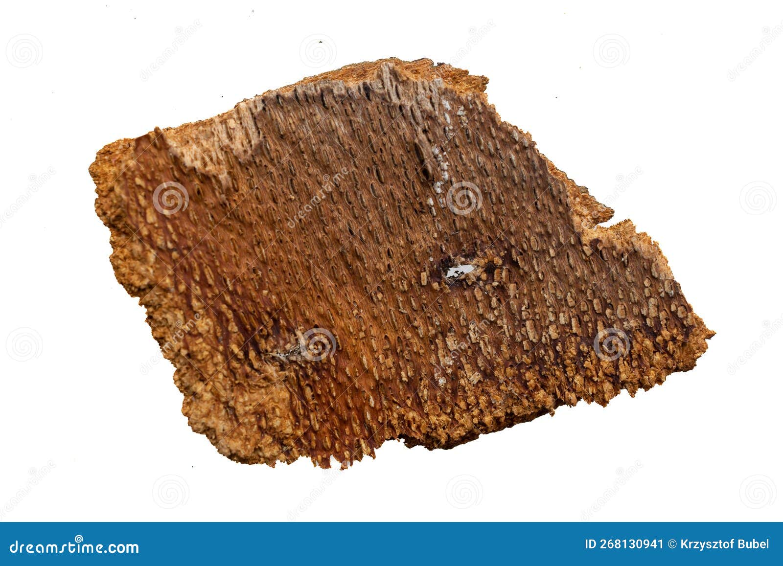 Brown Beech Bark on White Isolated Background Stock Image - Image of ...
