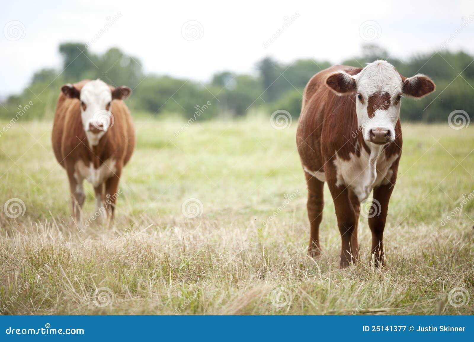 Brown Beef Cows in Field stock image. Image of label - 25141377