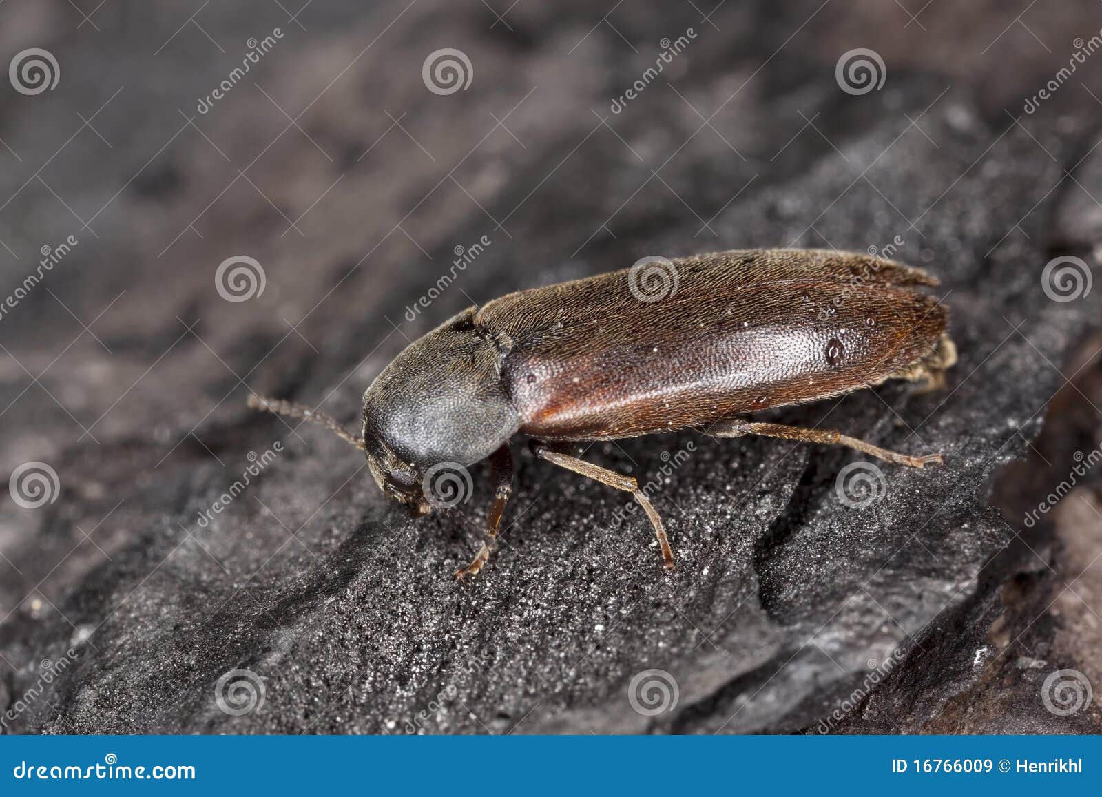 Brown beetle stock image. Image of nature, colepotera - 16766009