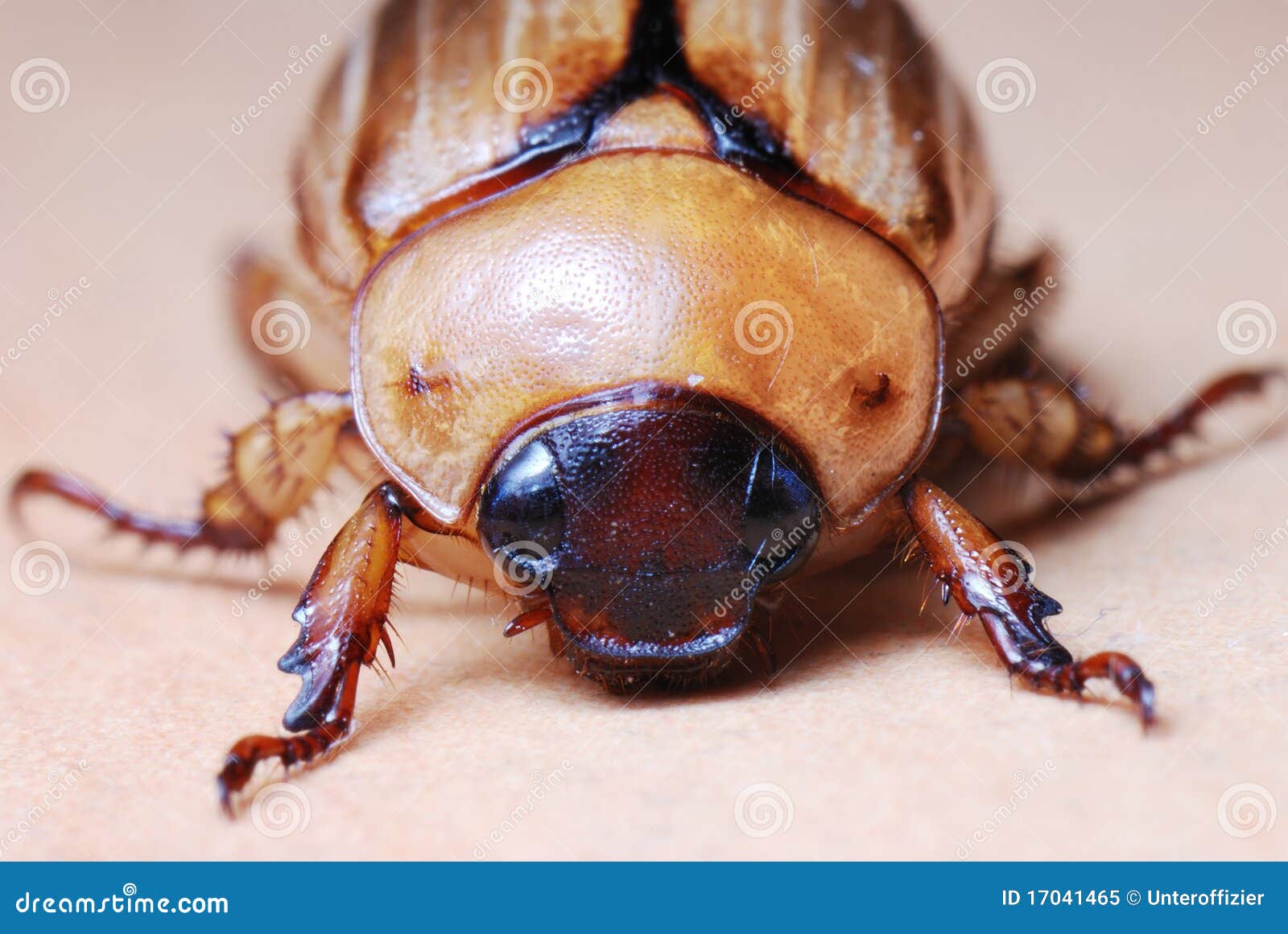 Brown Beetle stock image. Image of pests, segments, chafer - 17041465
