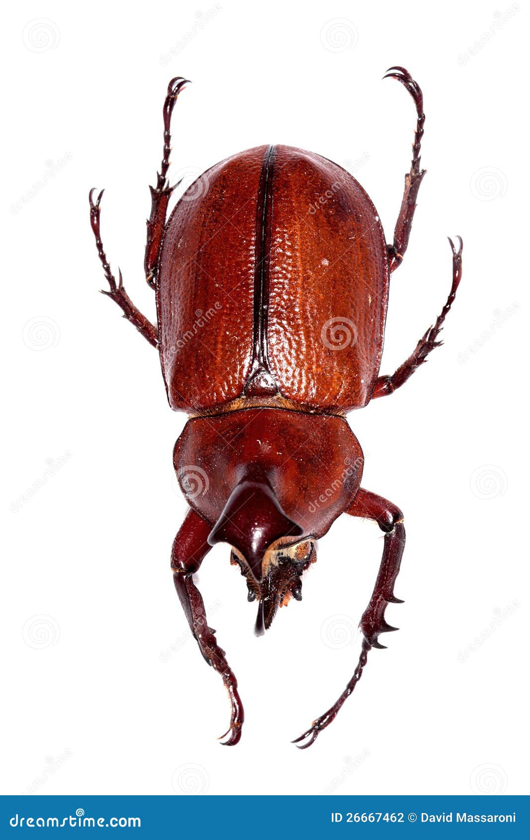 Brown beetle stock photo. Image of beetles, horn, scarab - 26667462
