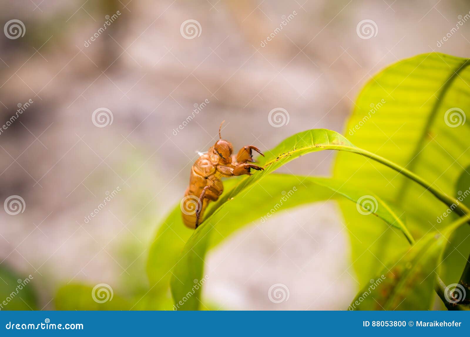 Brown Beetle with Claws Sitting on Green Leave Stock Photo - Image of ...