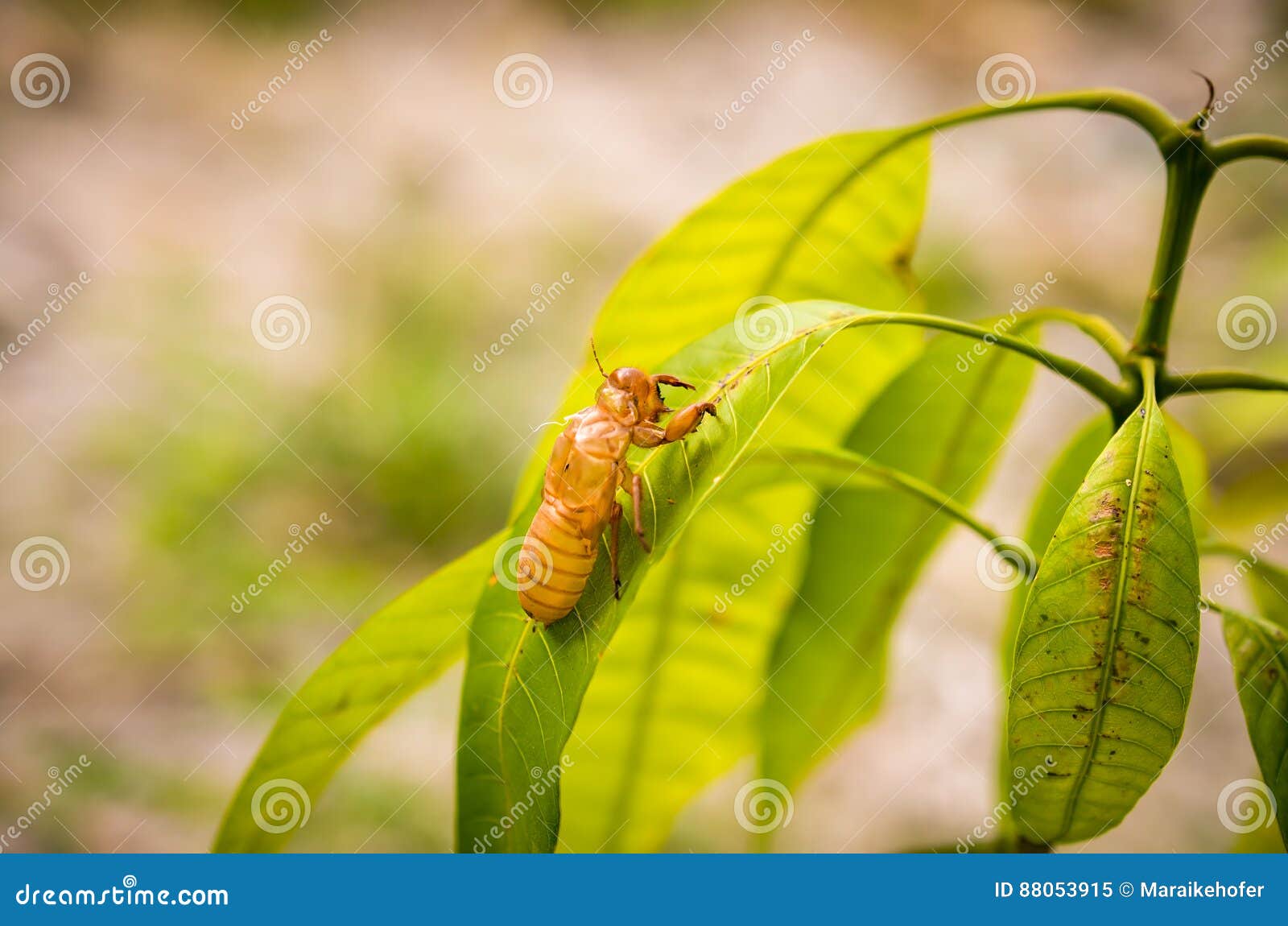 Brown Beetle with Claws Sitting on Green Leave Stock Image - Image of ...