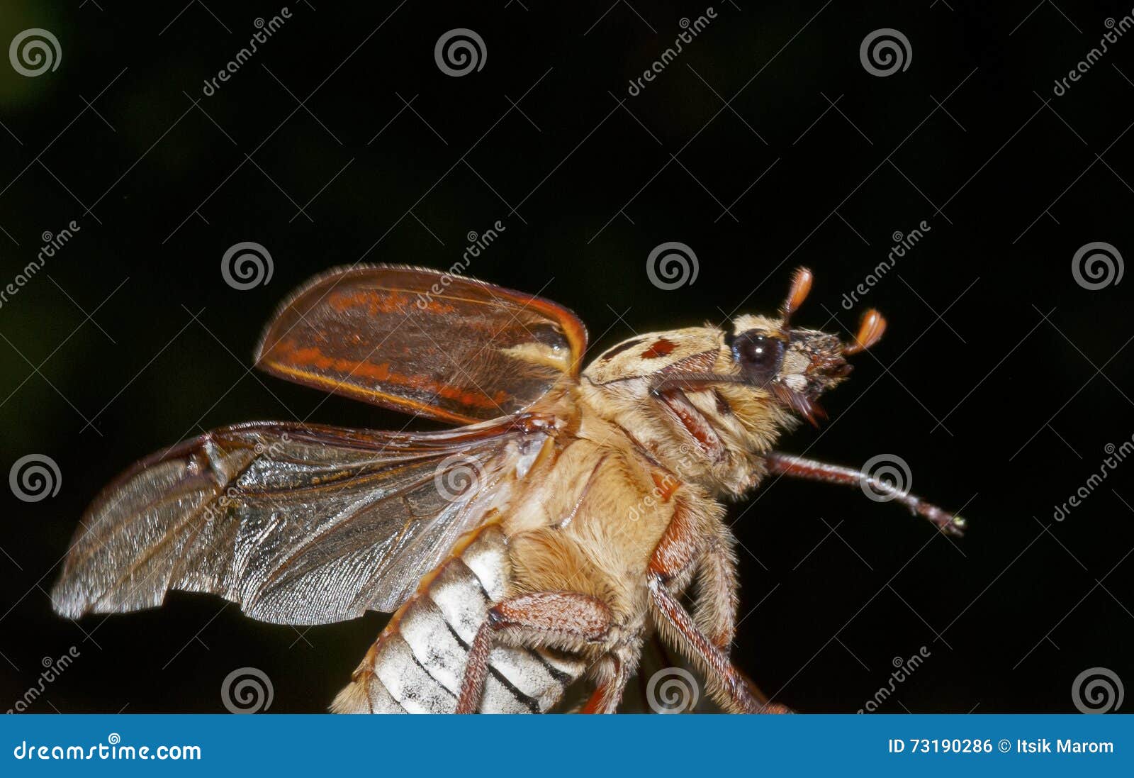 Brown beetle flying stock photo. Image of beetle, insect - 73190286