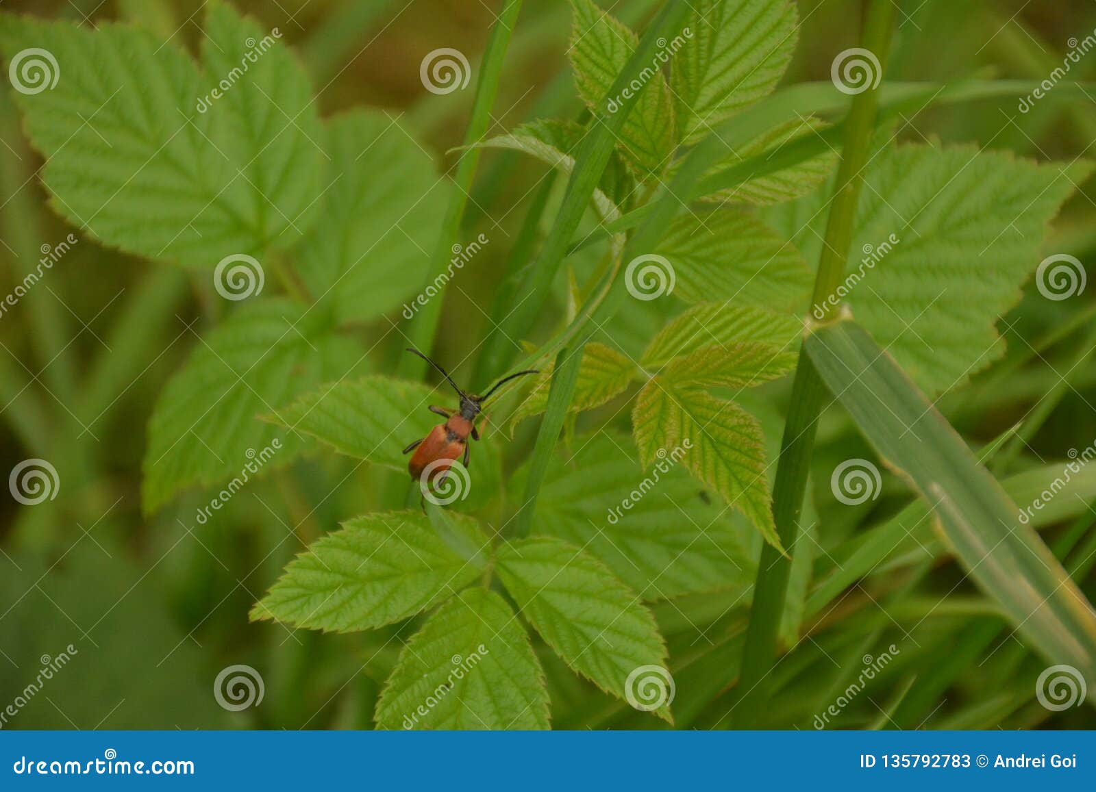 Brown Beetle on Green Leaves of Raspberry Stock Image - Image of ...