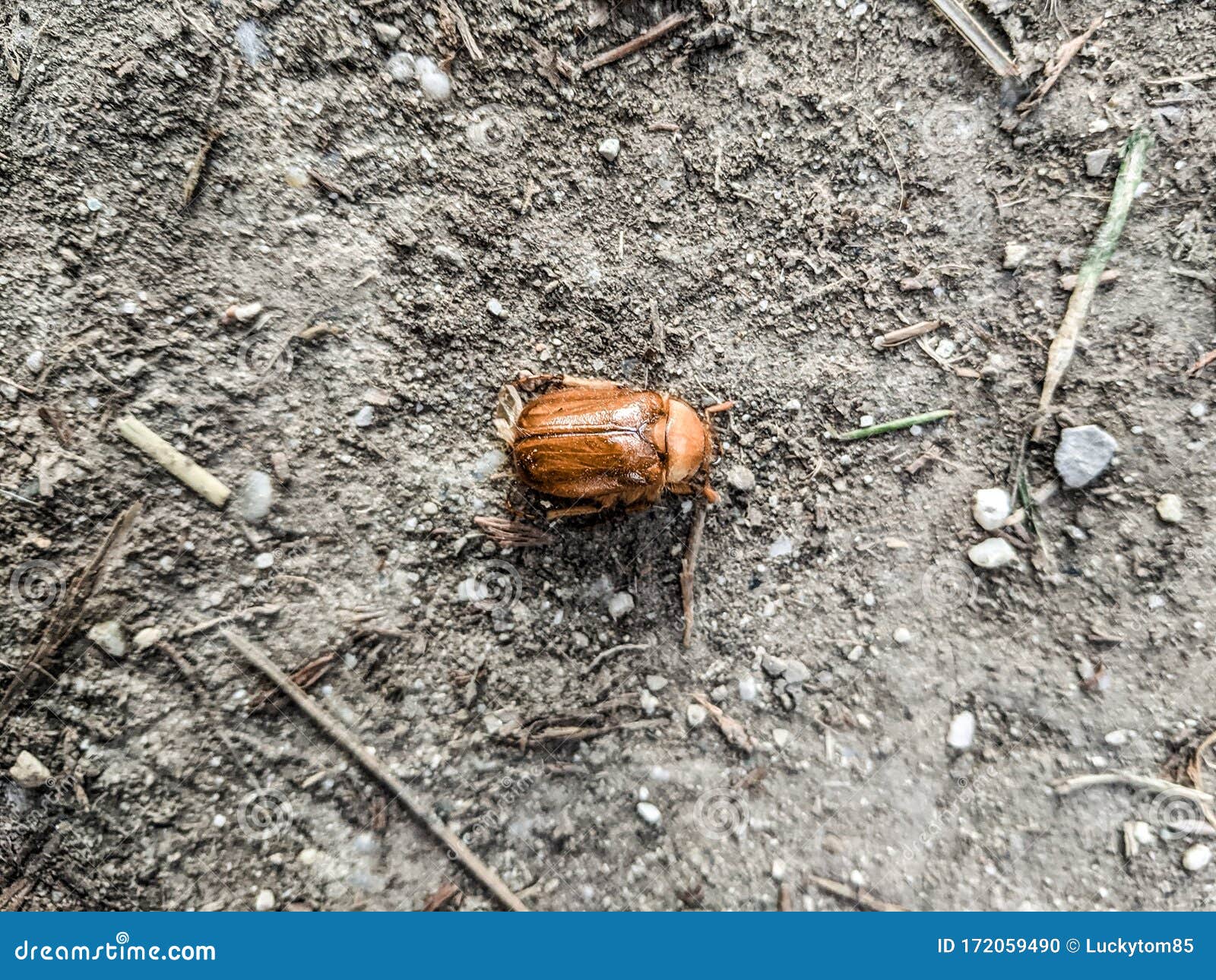 Brown Beetle on the Ground, Amphimallon Majalis Stock Photo - Image of ...