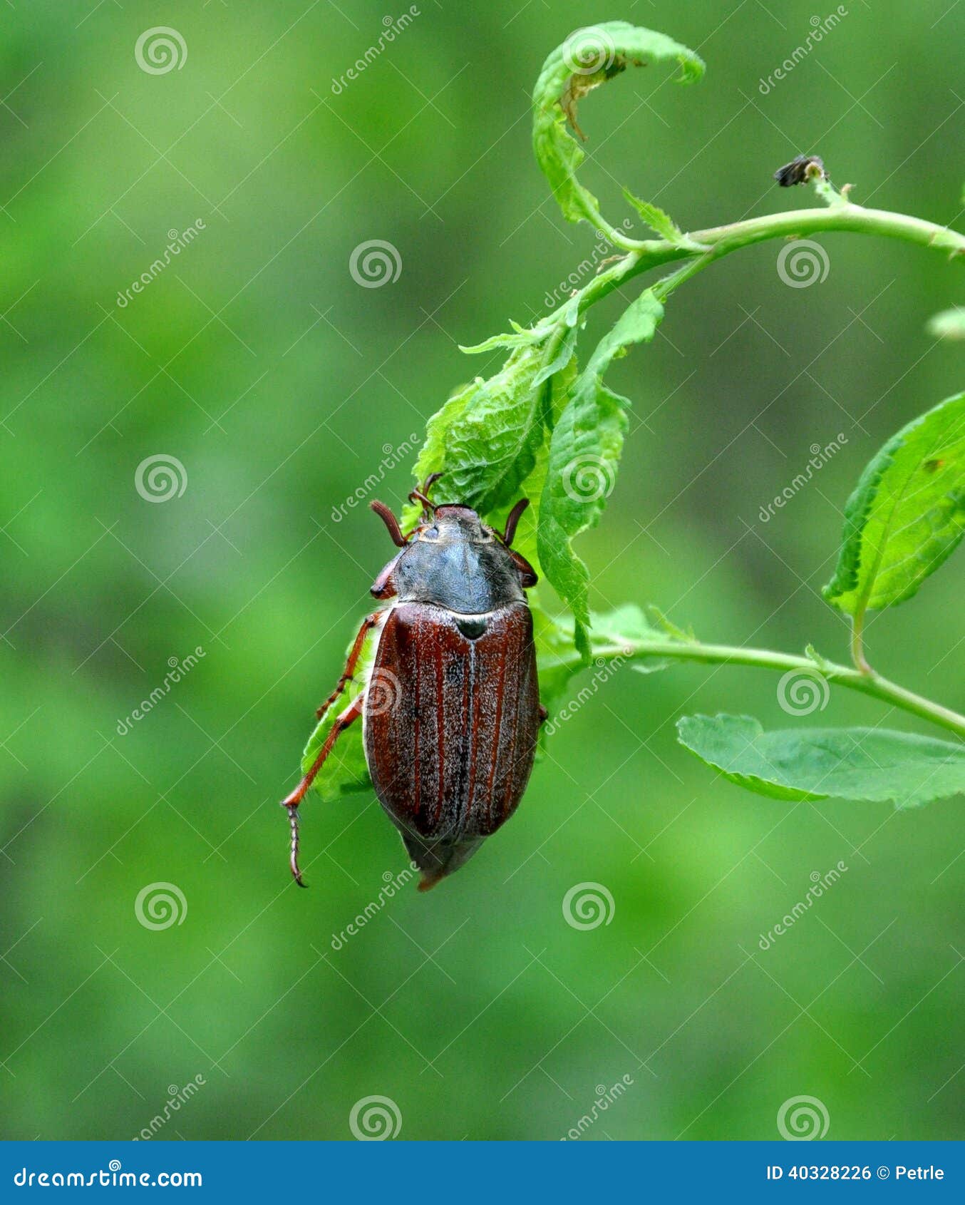 Brown Beetle on a Leaf Plants Stock Photo - Image of body, animal: 40328226