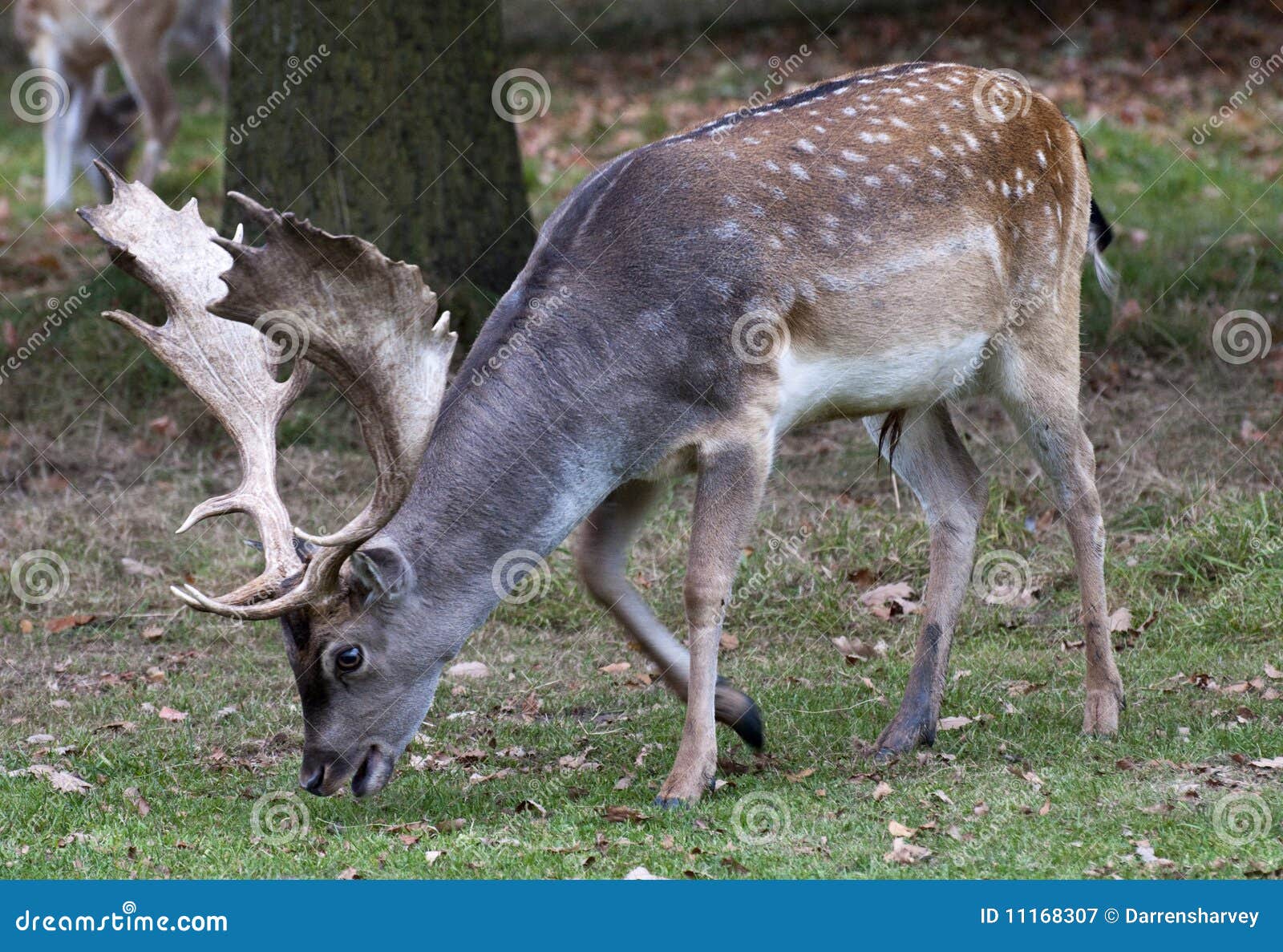 Brown and Beige Stag Grazing at Charlecote Park Stock Image - Image of ...