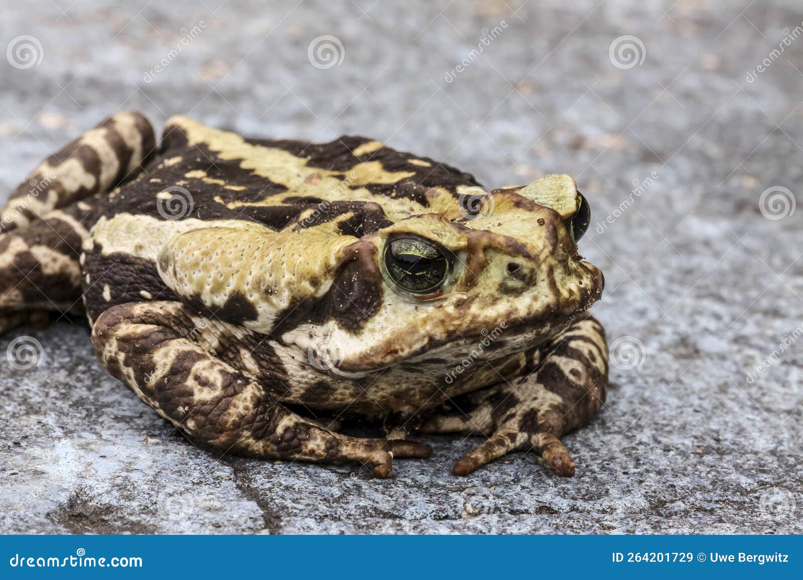Close-up Side View of a Yellow Cururu Toad, Facing, Atlantic Forest ...