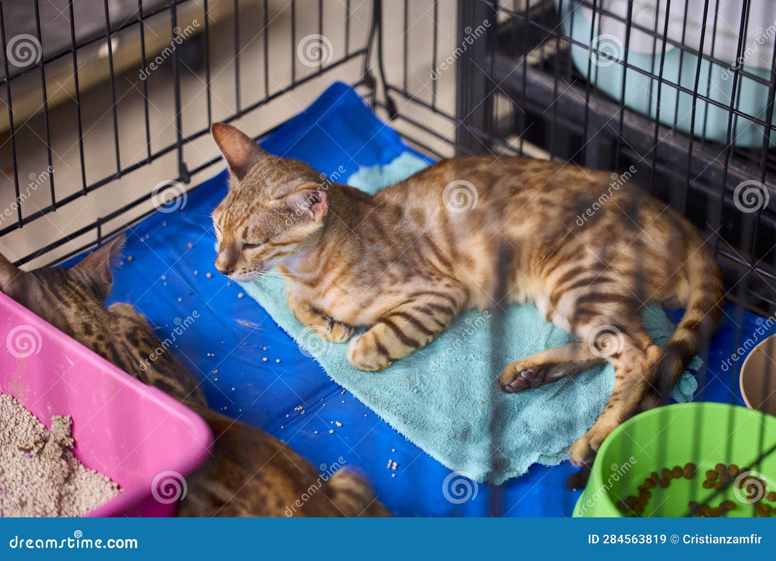Brown Bengal Cat in Captivity Stock Image - Image of kitty, adorable ...