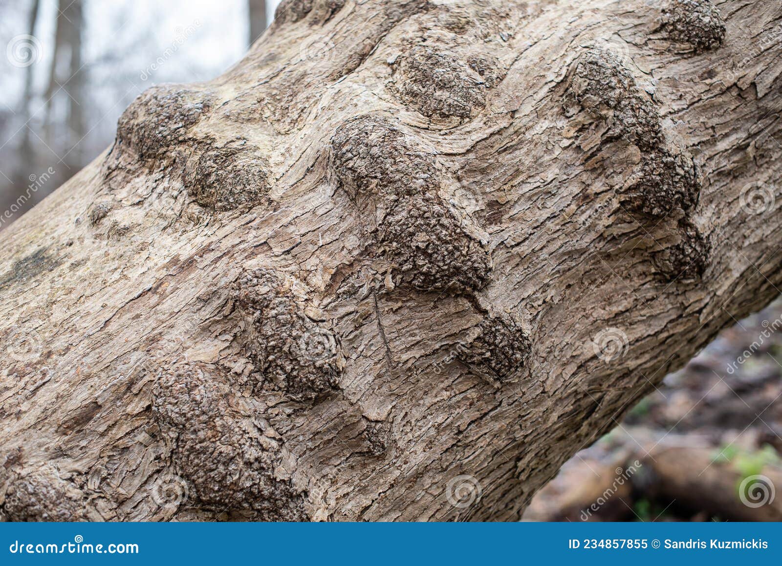 Brown, Bent Tree Trunk with Many Growths Stock Image - Image of stem ...