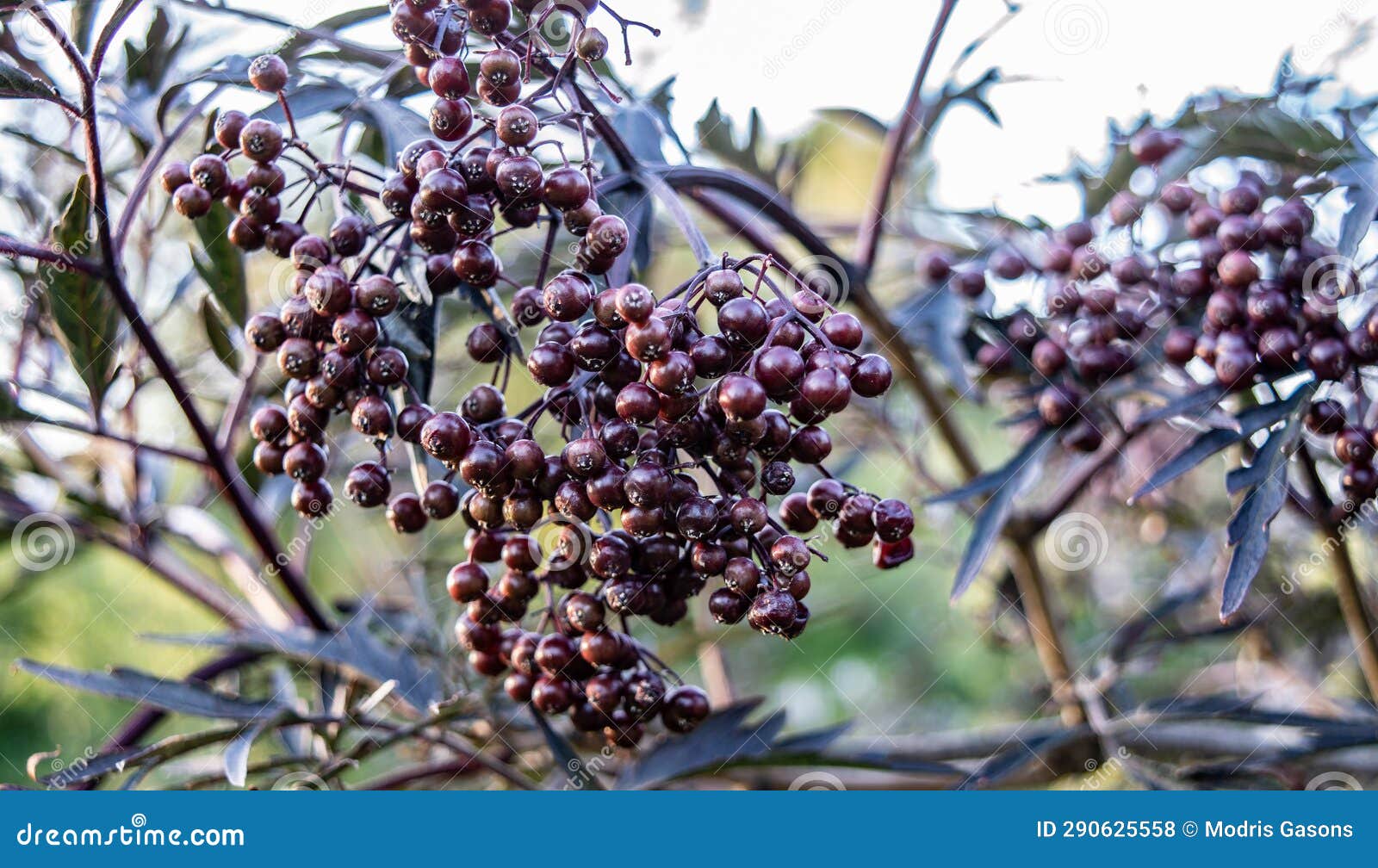 Brown Berries on a Tree Branch Stock Photo - Image of beautiful ...