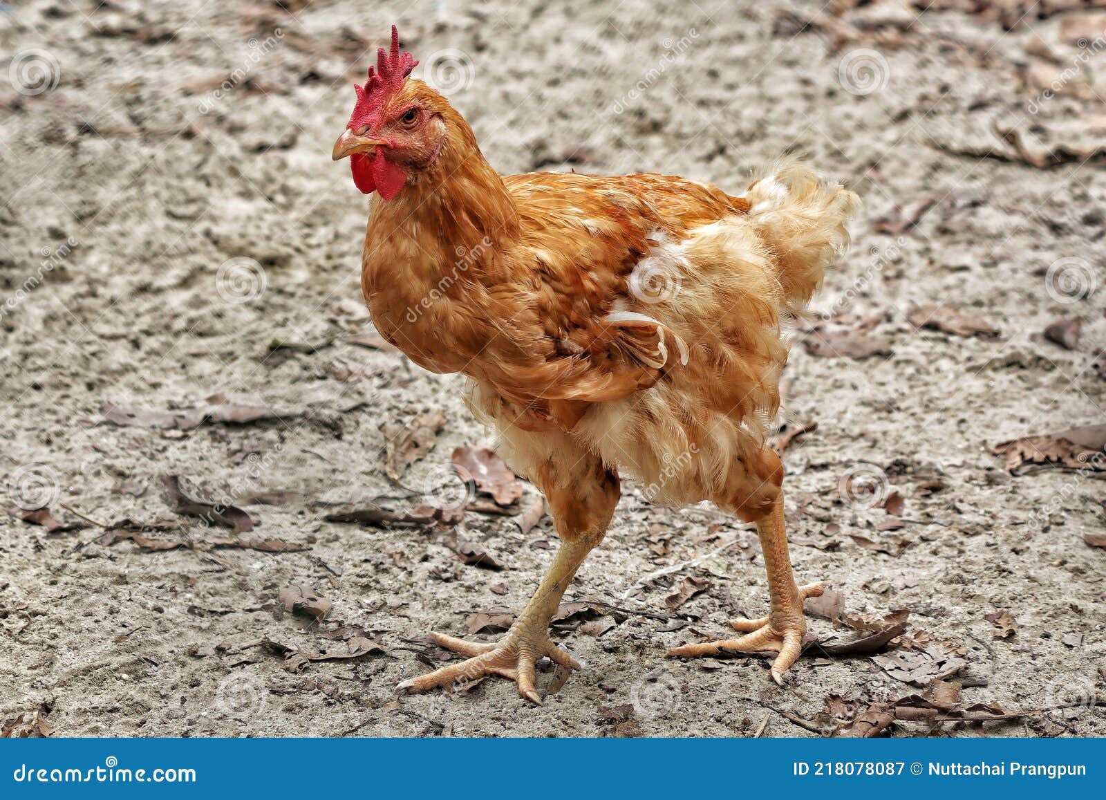 Brown Betong Chicken are Running Around on the Farm. Stock Image ...