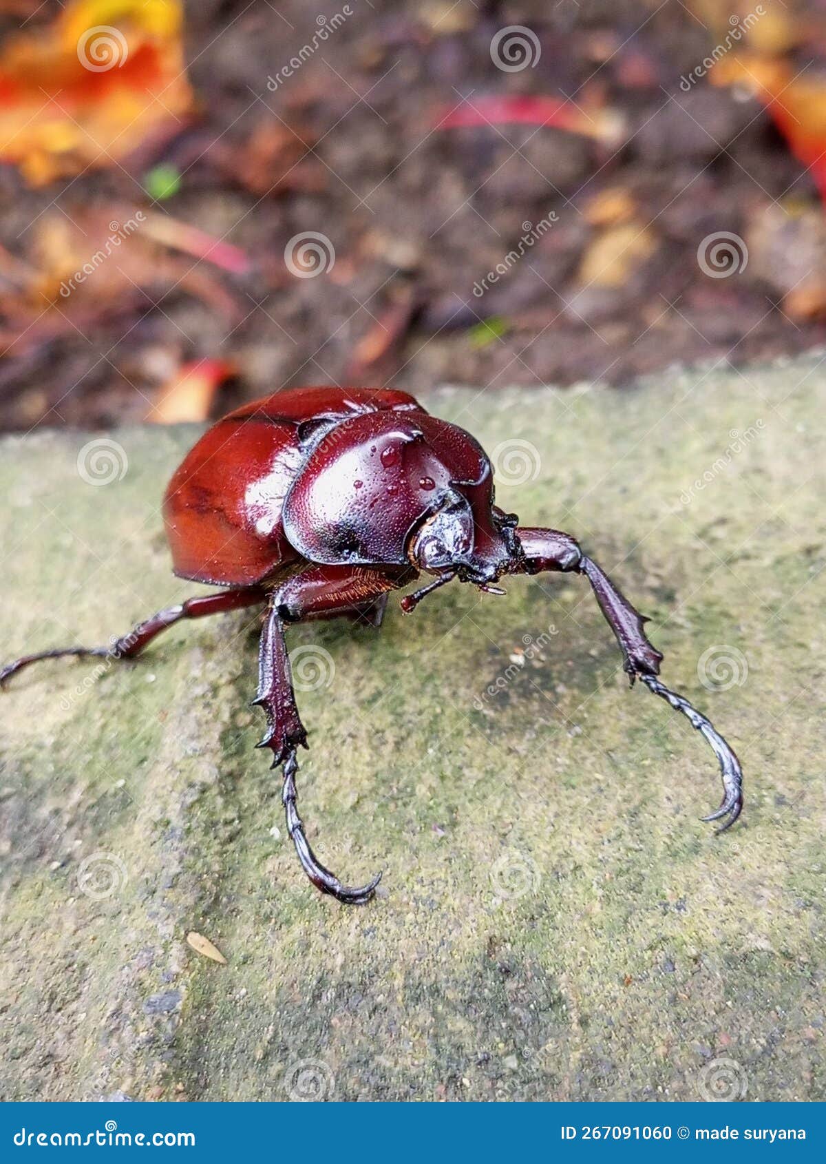Brown Bettle Leisurely Walking on the Rocks Area Stock Photo - Image of ...