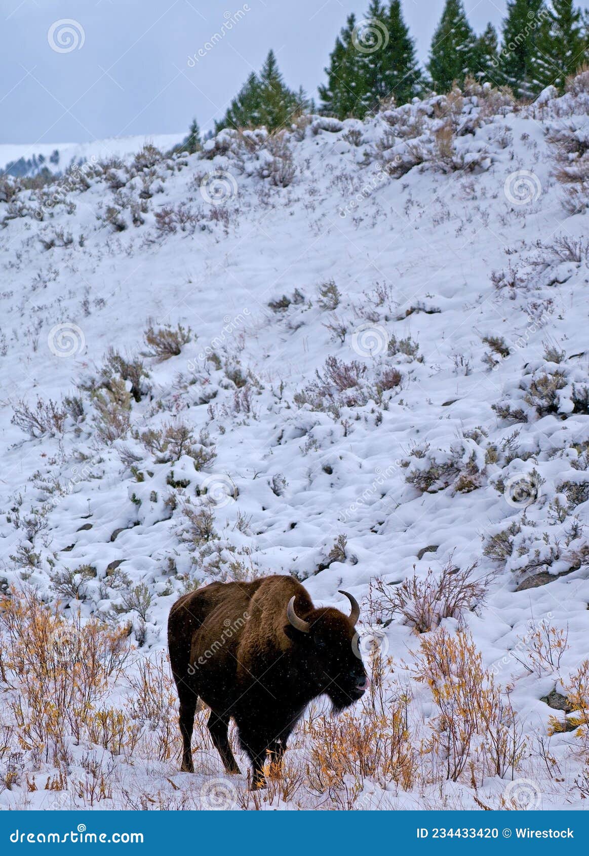 Brown Big Bison Near the Snowy Mountains Stock Photo - Image of mammal ...