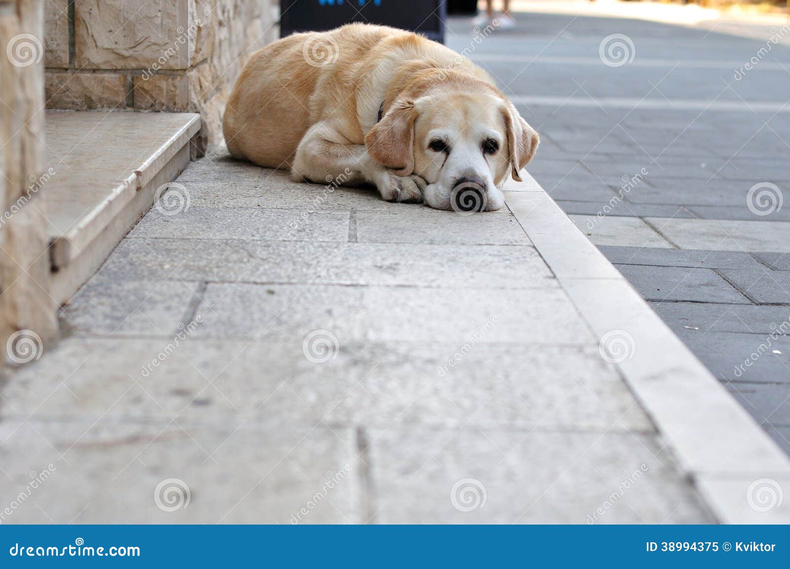Brown Big Dog Lying on Pavement Stock Image - Image of cute, outdoors ...