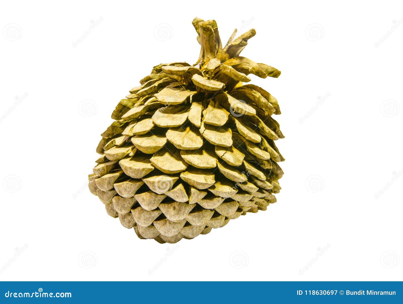Large Pine Cone Isolated on White Background. Stock Image - Image of ...