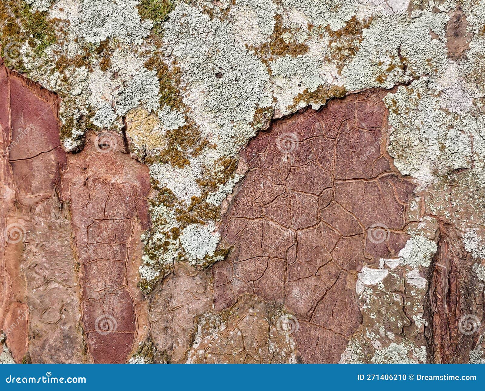Brown Big Tree Trunk Texture Stock Photo - Image of geology, formation ...