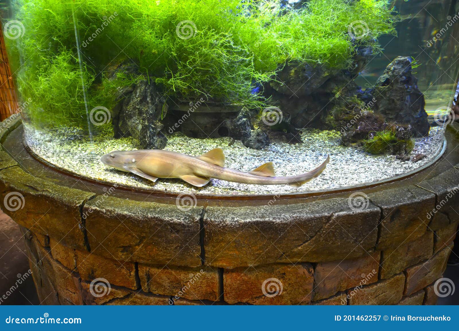 Brown-billed Cat Shark Swimming in an Aquarium Stock Image - Image of ...