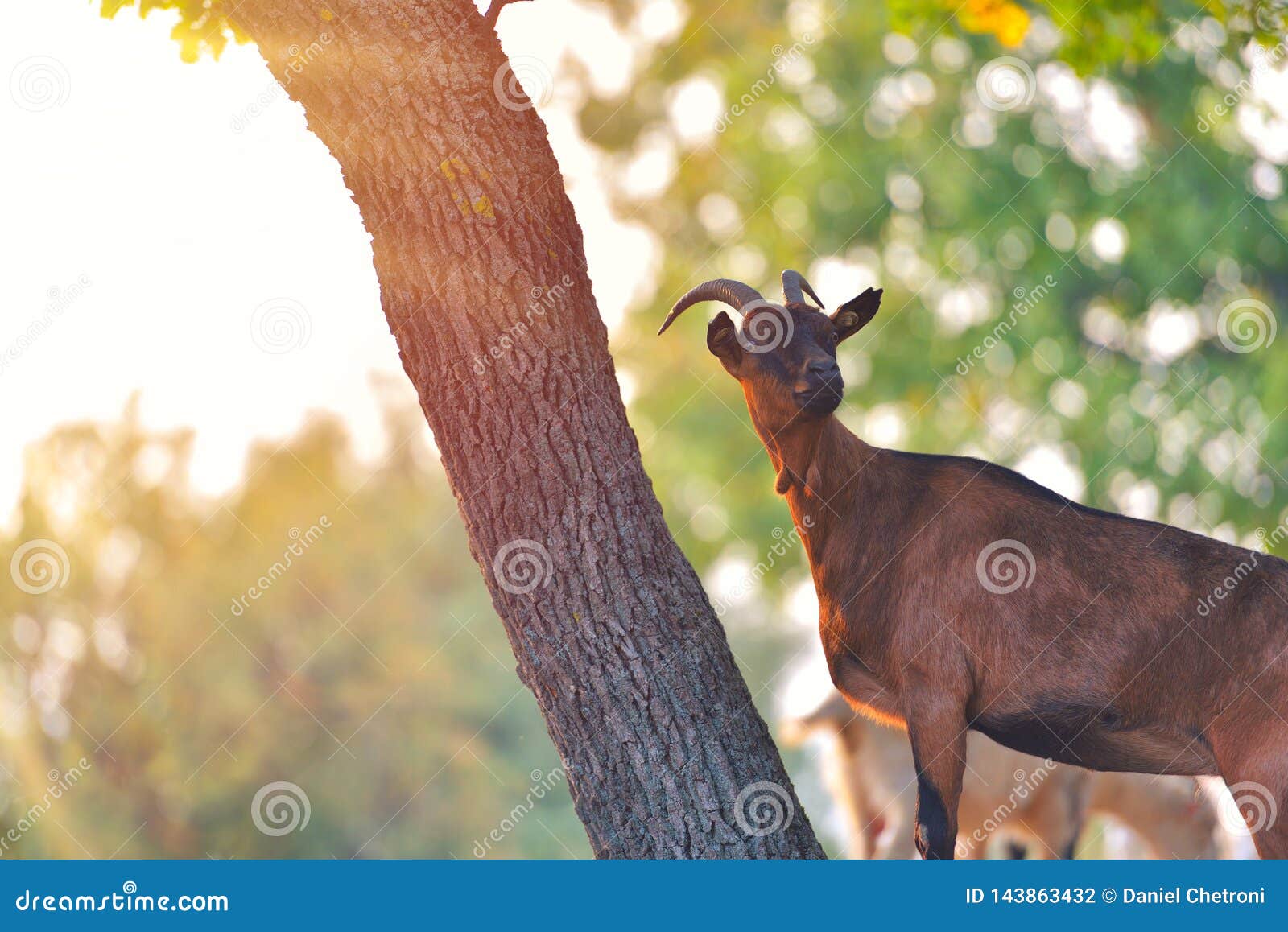 Brown Billy Goat with Short Fur and Horns Stock Photo - Image of ...