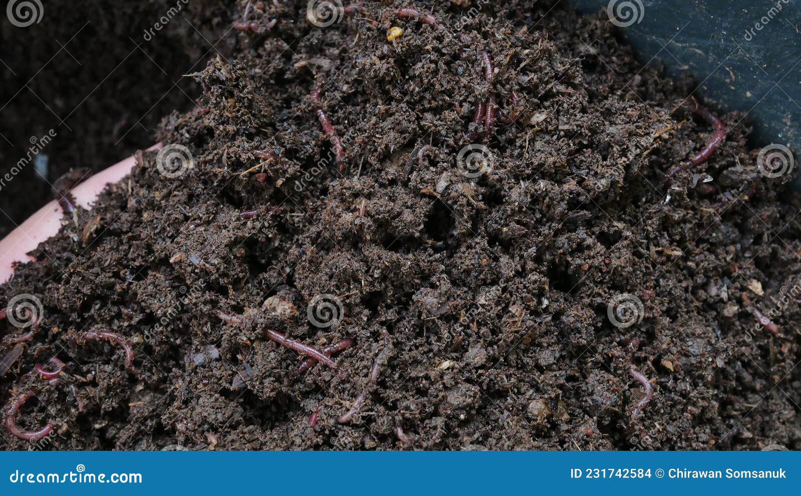 Bio Fertilizer Earthworm Manure for Plants Stock Photo - Image of ...