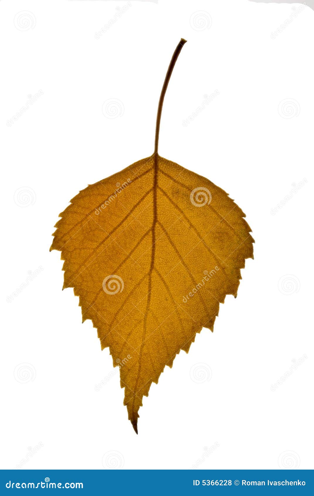 Brown birch leaf stock photo. Image of autumn, brown, white - 5366228