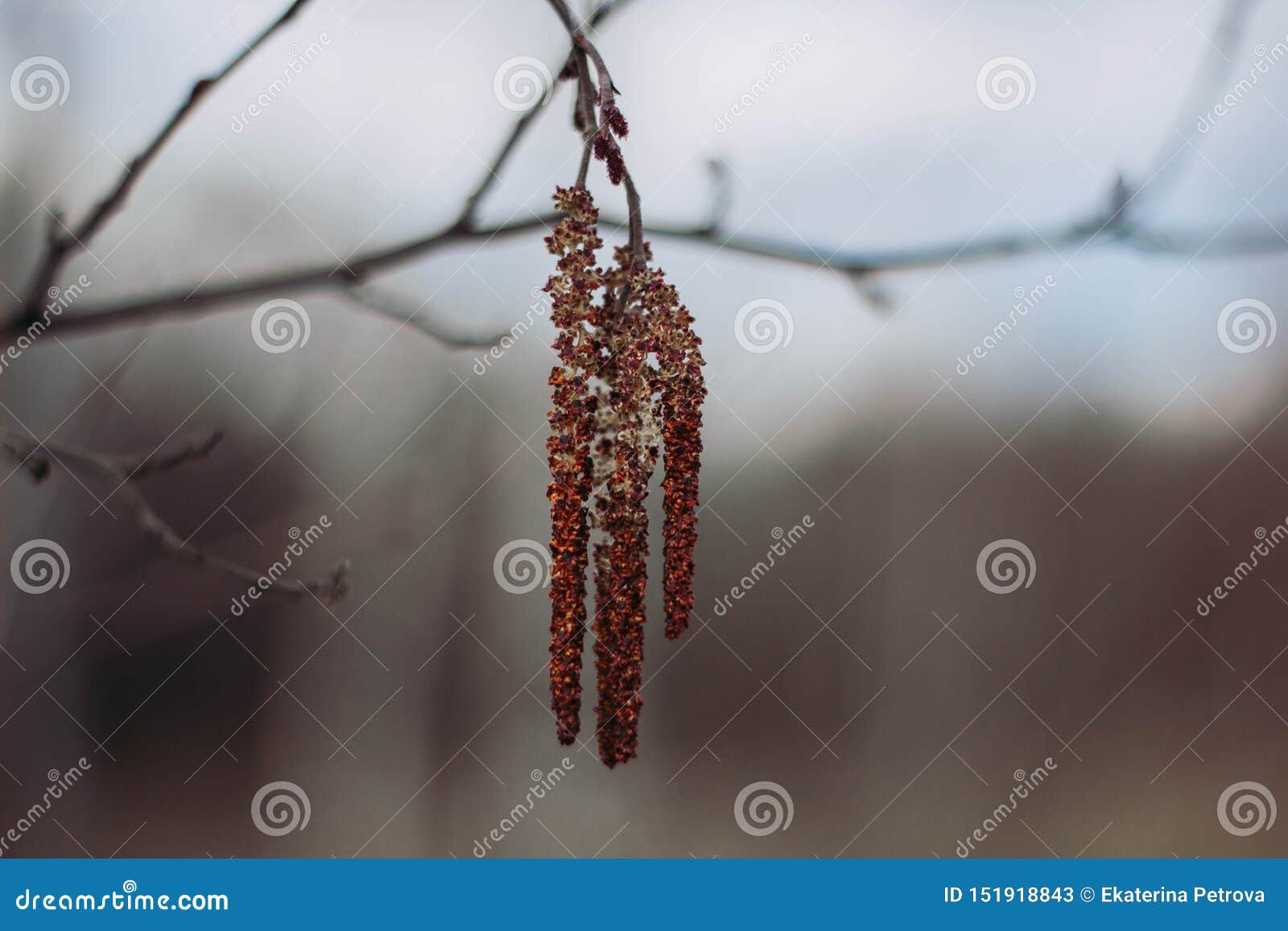 Brown Birch Tree Bud on Gray Background Close-up. Buds of Trees in the ...