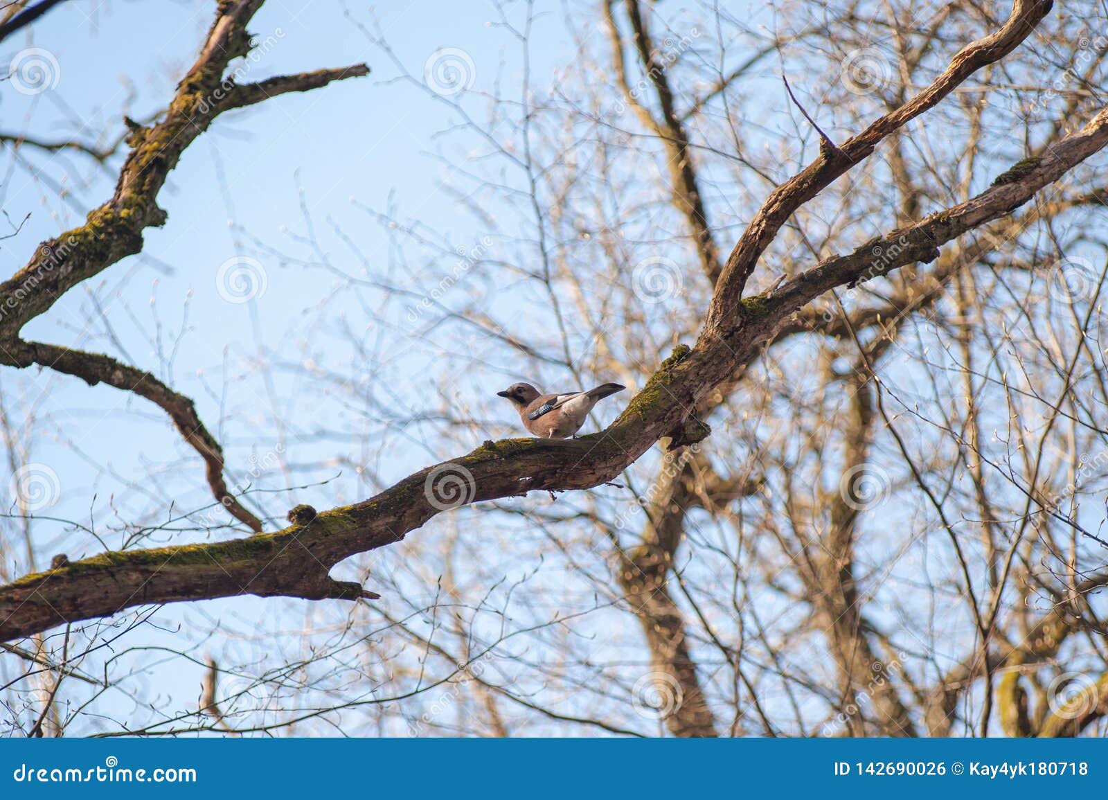 Brown Bird on a Branch, Birds Singing in the Spring Stock Photo - Image ...