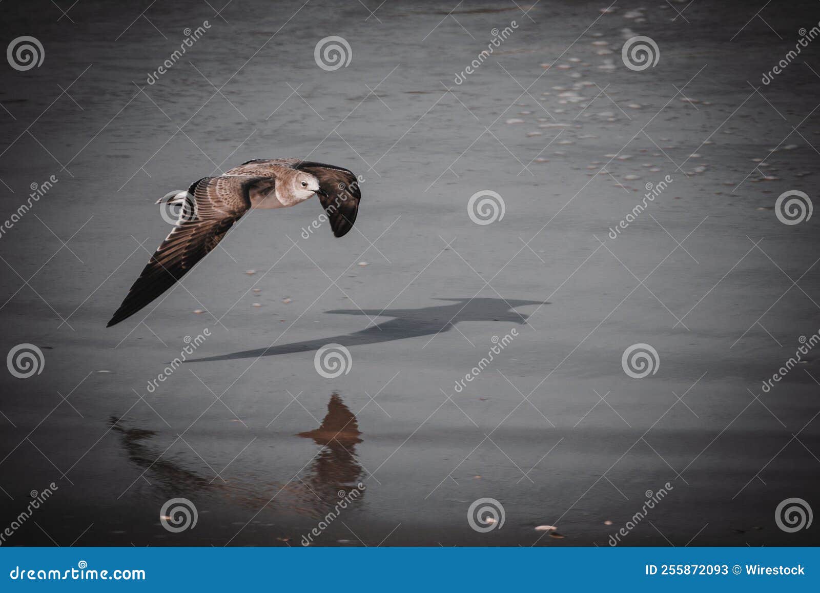 Brown Bird Flying Above the Sea with Its Reflection on the Water Stock ...