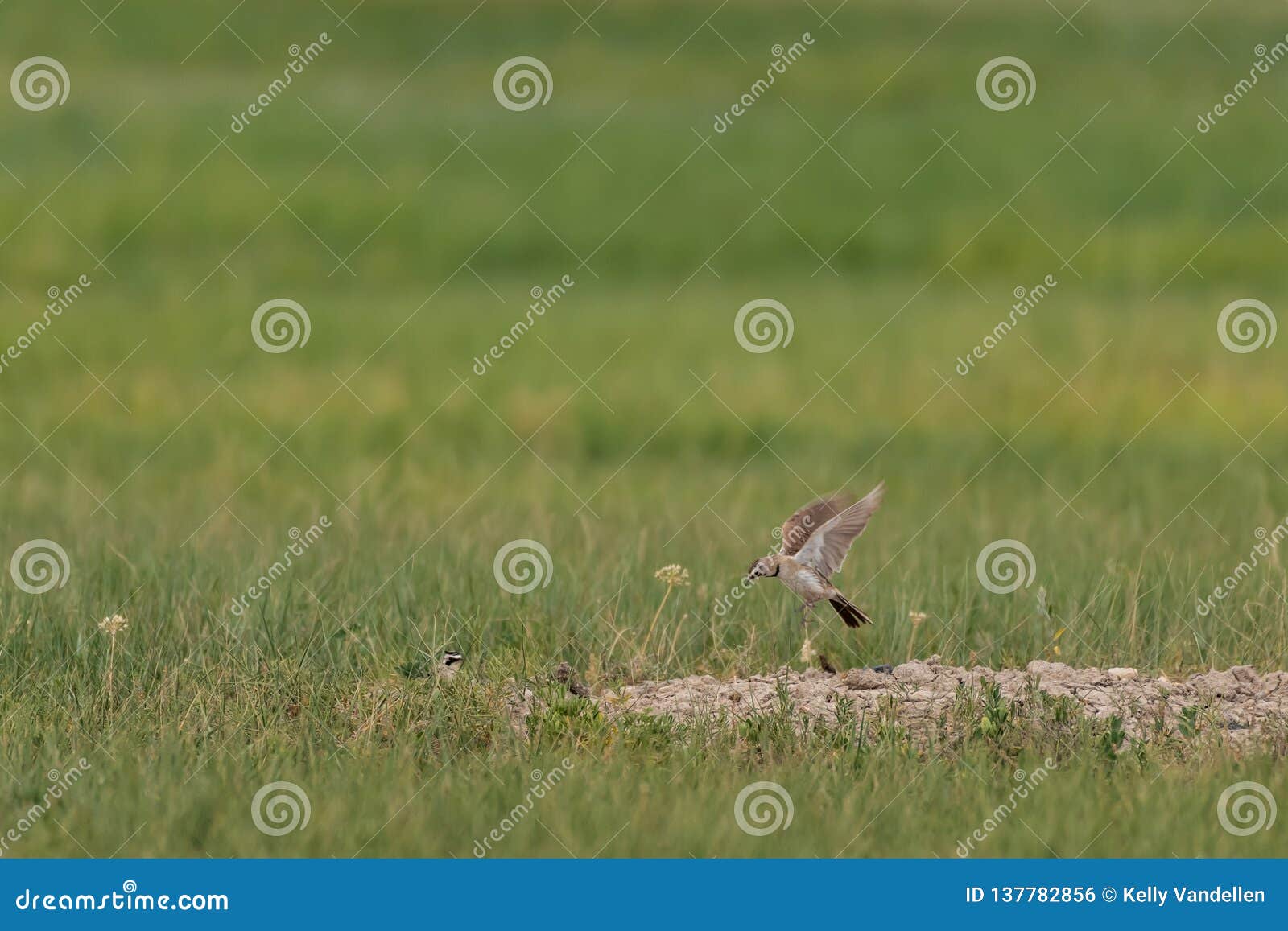 Brown Bird Lands on Dirt Pile in Grass Stock Photo - Image of flight ...