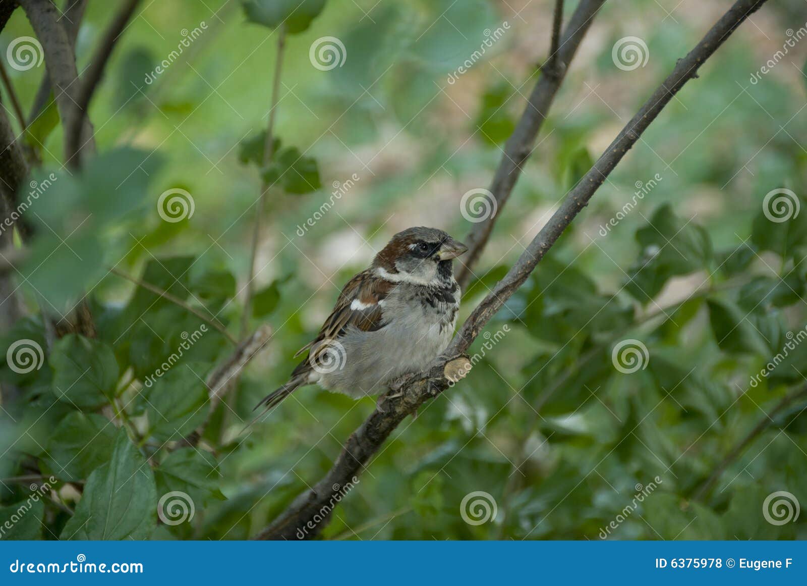 Brown bird on a limb stock photo. Image of head, body - 6375978