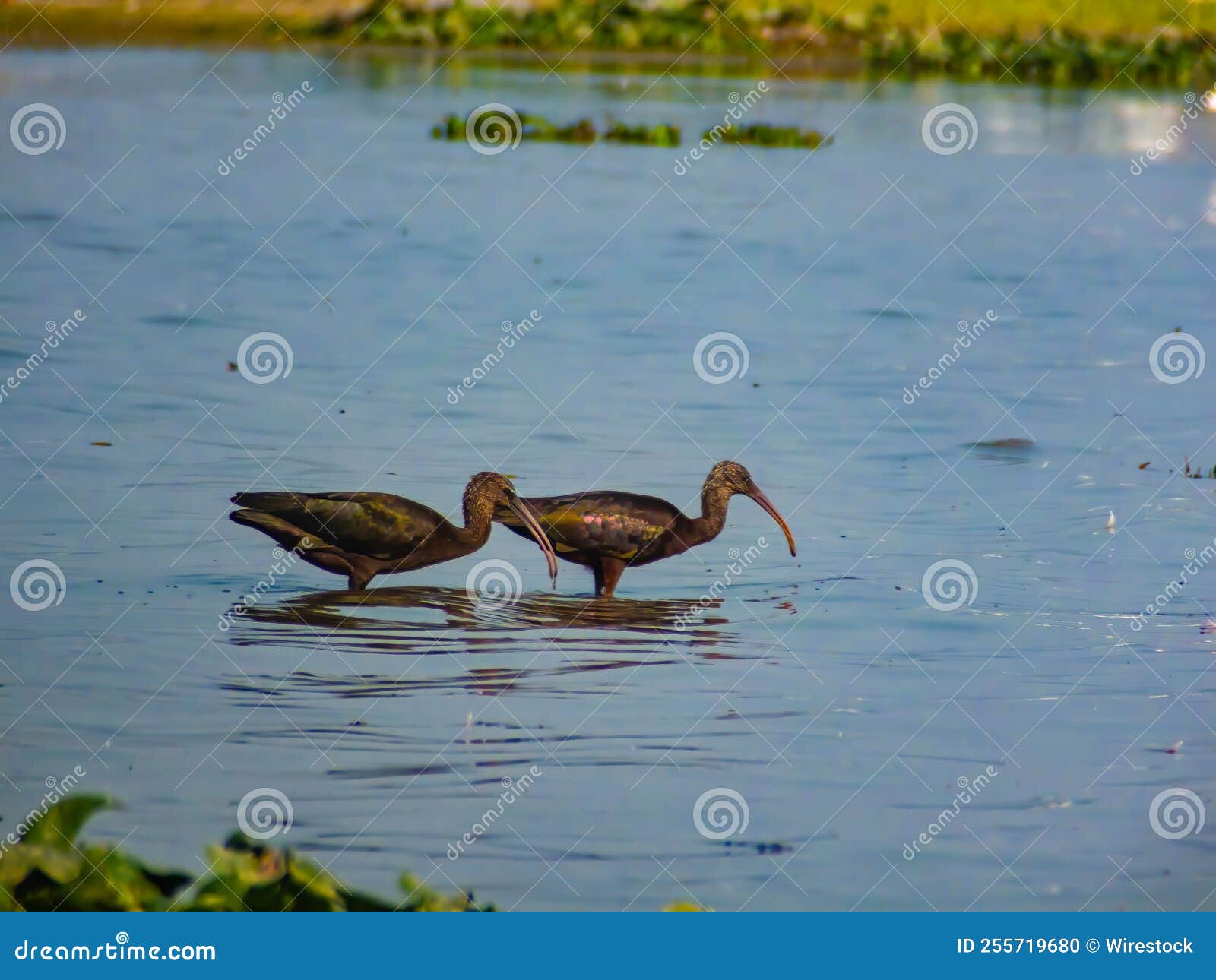 Brown Bird with Long Beak Walking on the Swamp Stock Photo - Image of ...